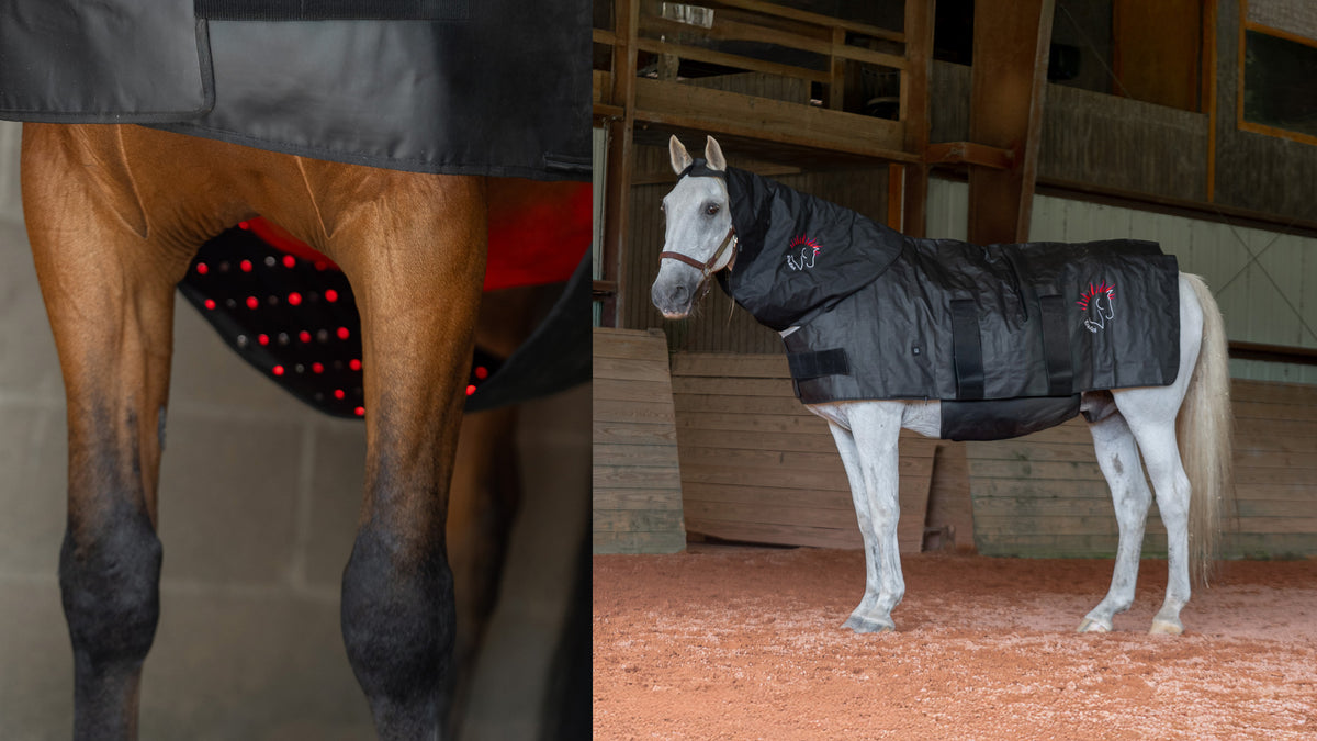 AnimaSol Therapeutic Red Light for Horses, Dogs, Cats & Pets | EquiSol